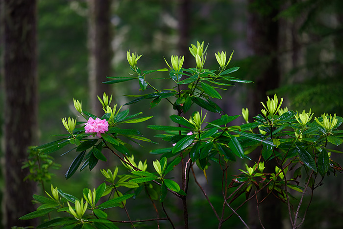 Rhododendron Forest : Mount Walker, Olympic Peninsula, Washington ...